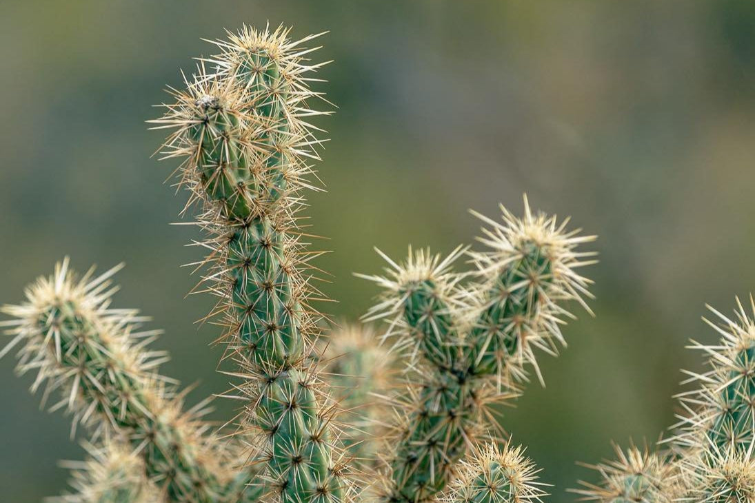 Copper Cactus Collective